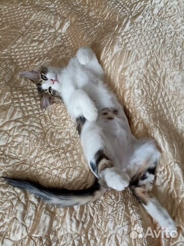 Котенок домашний в заботливые руки приучен к лотку