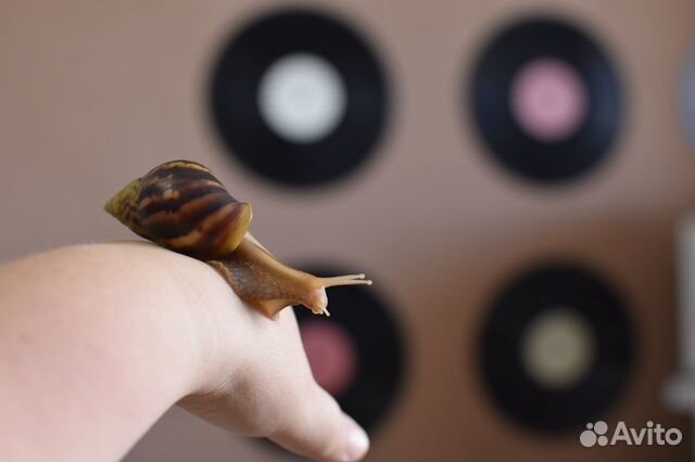 Улитки ахатины