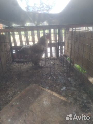 Петух брама