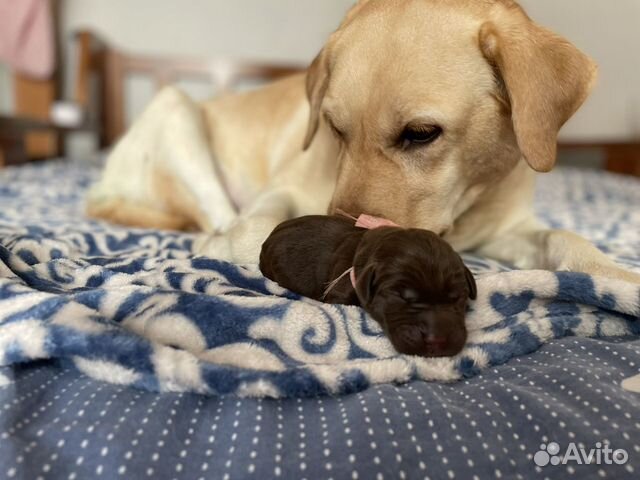 Лабрадор ретривер щенки
