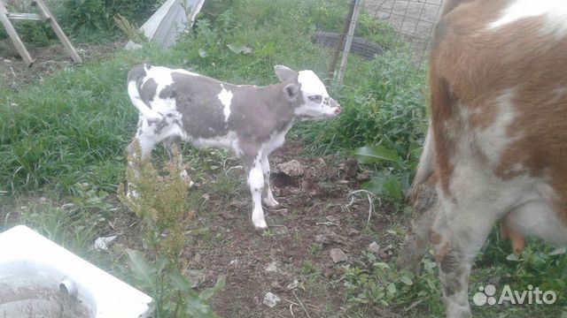 Корова и телята