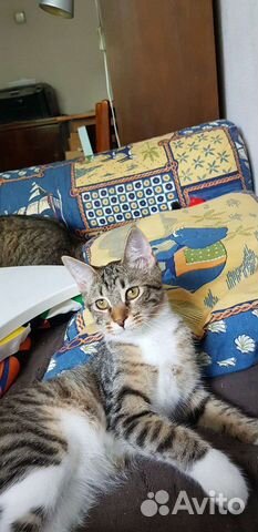 Котята 5мес. Три девочки и мальчик
