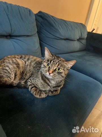 Кошка Тильда, 16 месяцев, здорова, стерилизована