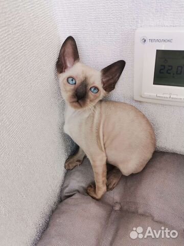 Котята корниш рекс