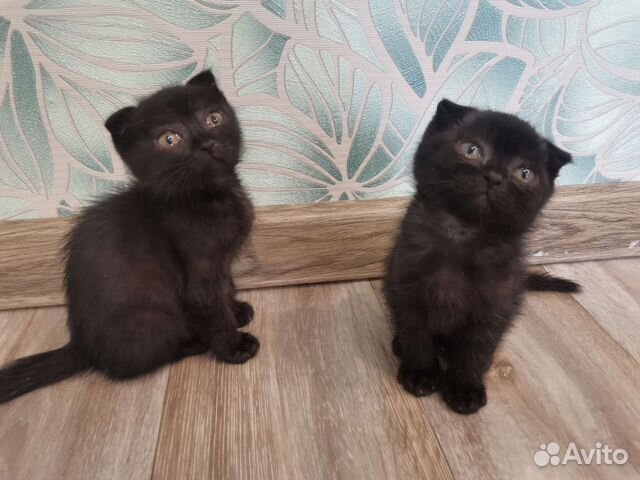 Шотландская вислоухая кошка