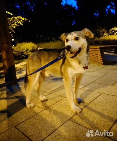 Спасите Стича