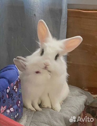 Декоративные кролики