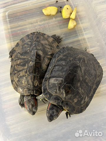 Пара взрослых Красноухих черепах