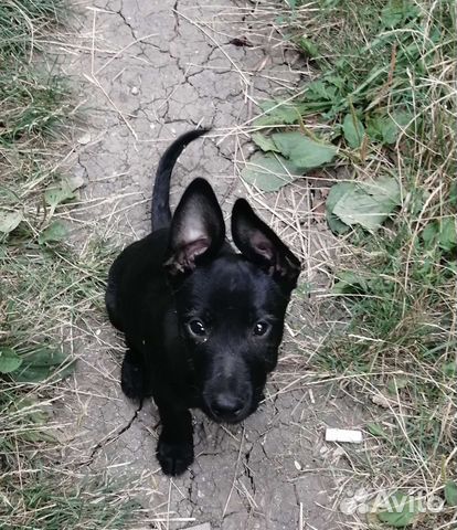 Собака в добрые руки щенок