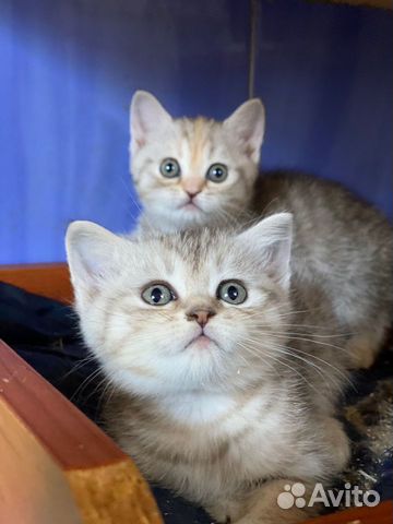 Коржик и карамелька