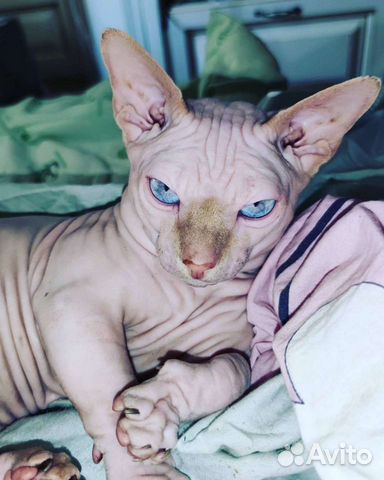 Кот бамбино