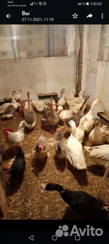 Продам семью гусей