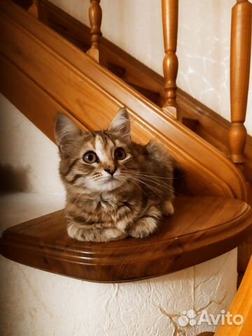 Кошечка Лиза