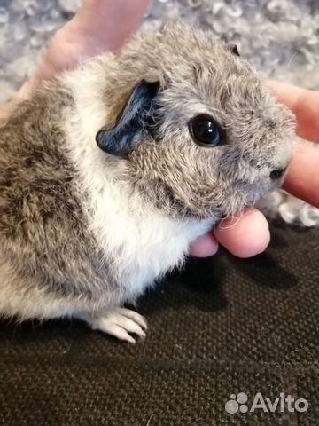 Морские свинки рекс девочка и мальчик