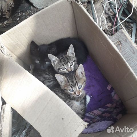 Отдам хорошеньких котят в добрые руки