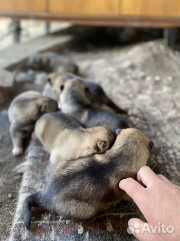 Щенки овчарки и хаски смесь