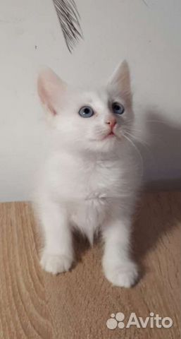 Девочка 1,5 мес