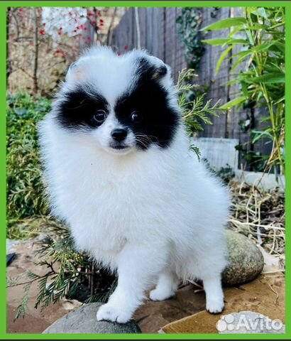 Померанский шпиц девочка панда