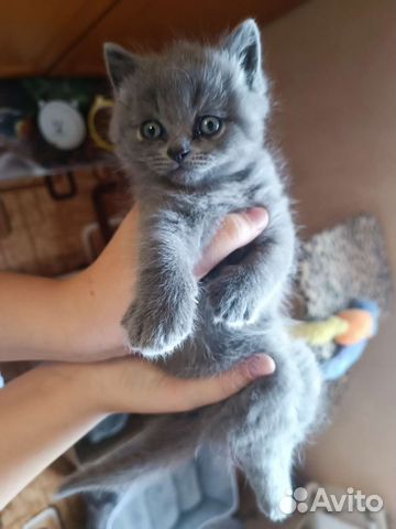 Шотландский котик страйт