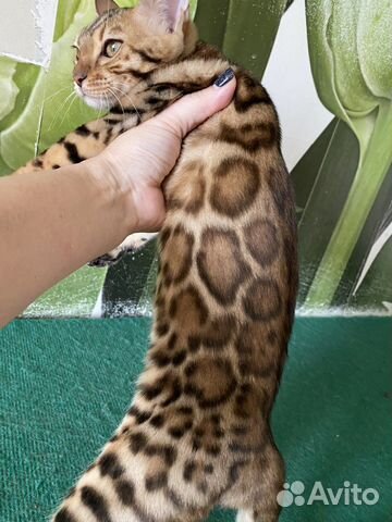 Бенгальская девочка