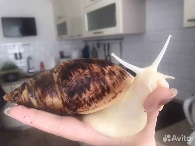 Улитки ахатины альбино 2 шт