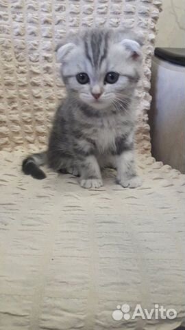 Шотландская вислоухая кошка