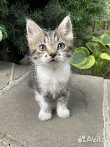 Маленькое чудо ищет дом