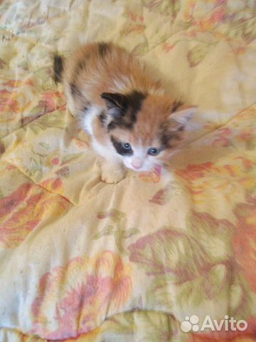 Очаровательные,красивые котята 1 мес