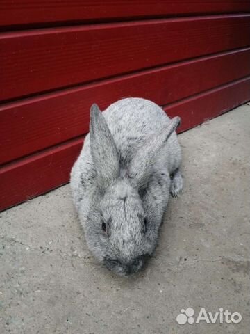 Кролик Европейский Серебро