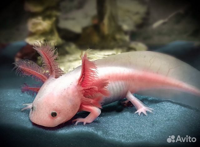 Аксолотль с аквариумом