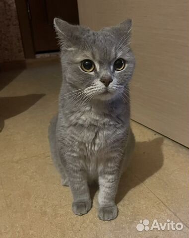 Британец в добрые руки