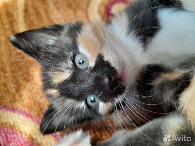 Продам котят
