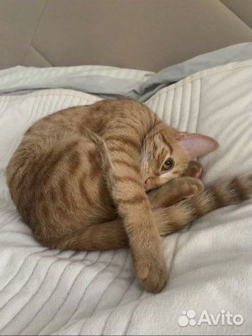 Кошка в добрые руки