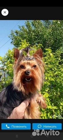 Вязка Йорк, есть детки