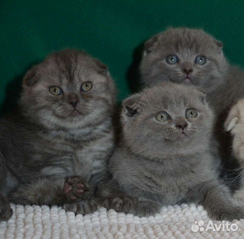 Вислоухие комочки