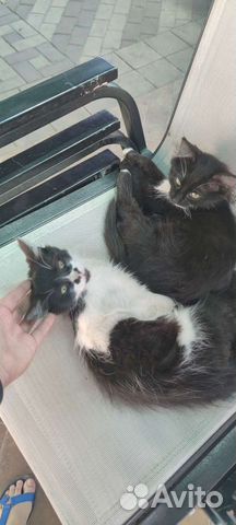 Котята (два мальчика и девочка) бесплатно