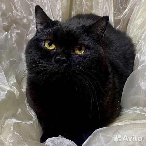 Шотландский кот скоттиш страйт