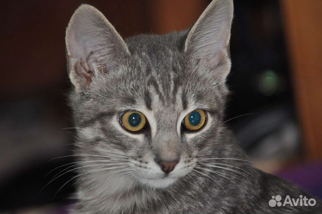 Котёнок мальчик