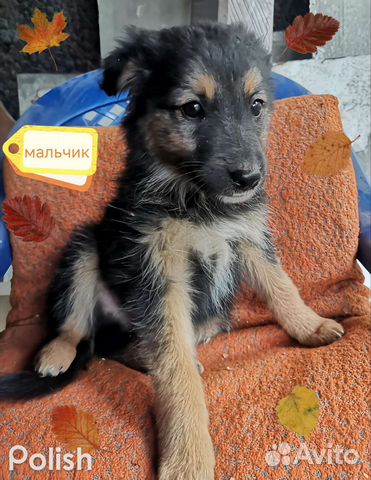 Пушистые щенки в добрые руки