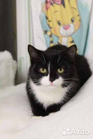 Котенок Салют в добрые руки