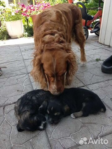 Щенки кокер спаниеля