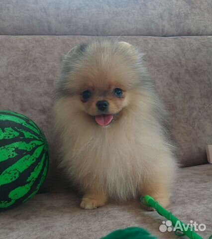 Щпице-детки, конфетки. Шпиц