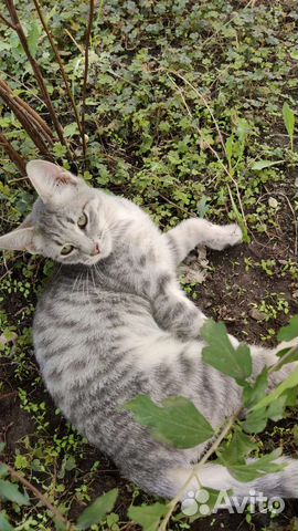 Котенок