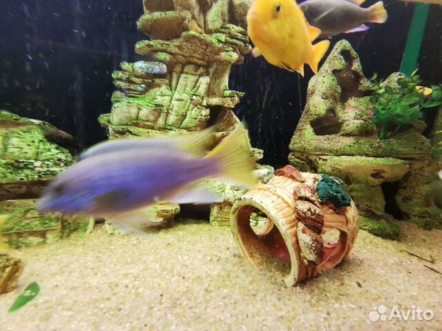 Цихлиды Лабидохромис еллоу и ацей мзули