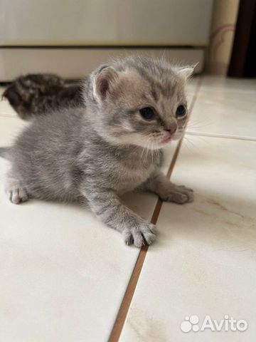 Британские котята