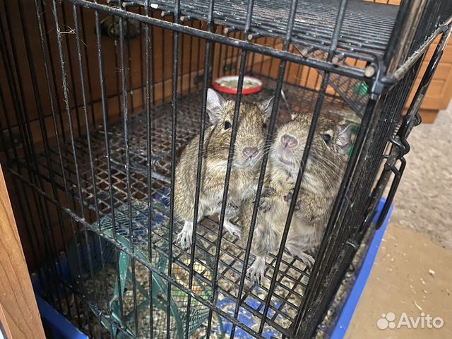 2 мальчика брата белки дегу