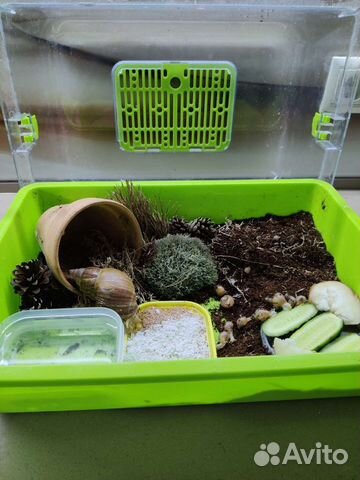 Улитки ахатины