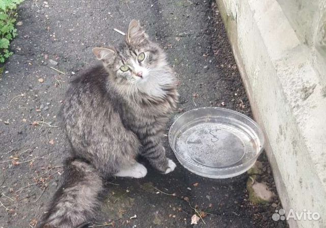 Пушистик ищет любящих родителей