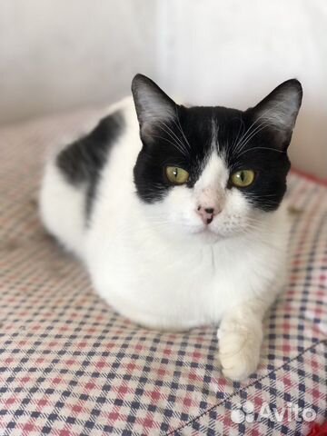 Котик ищет дом