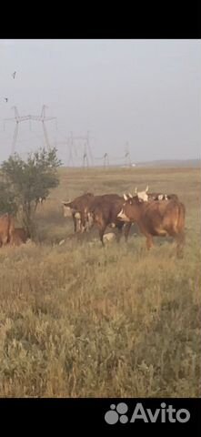 Коровы